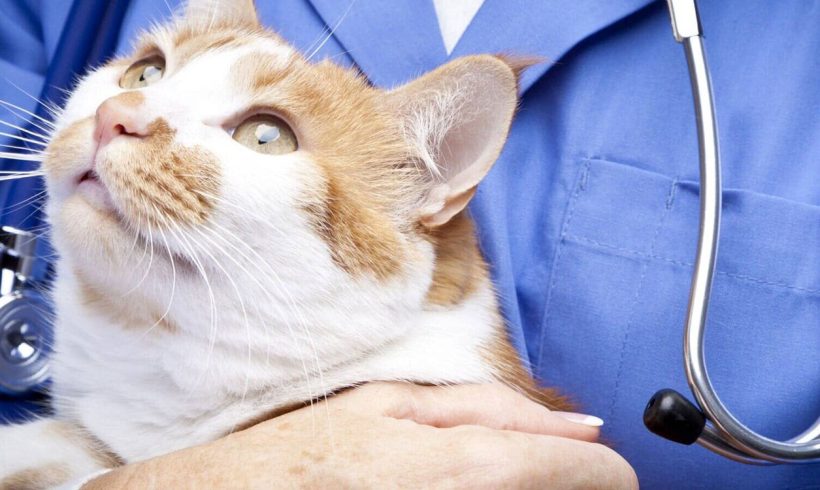 Vírus da Leucemia Felina – FeLV - Labmol Vet Laboratório
